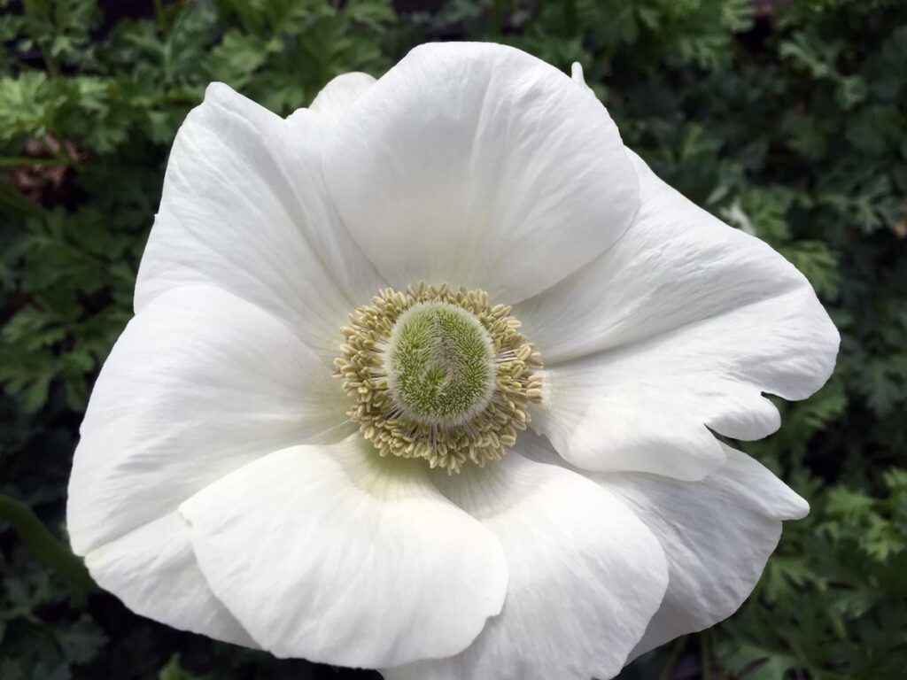 Anemone Mistral Plus Pinkie - Elemflora