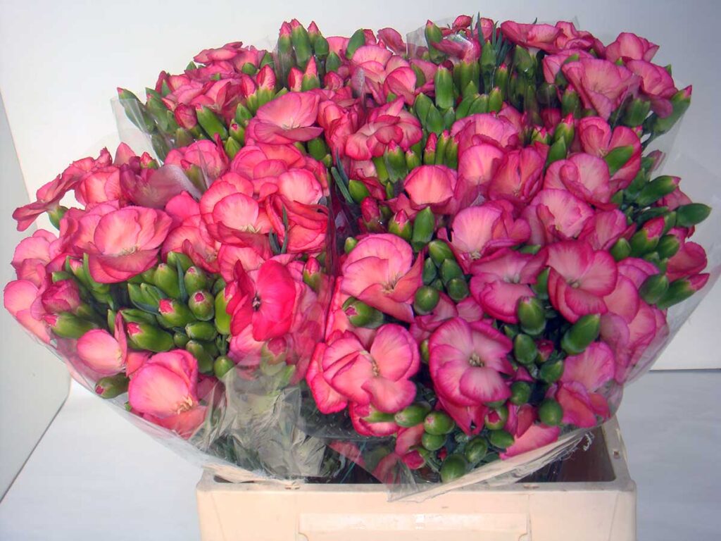 Dianthus Solomio - Elemflora