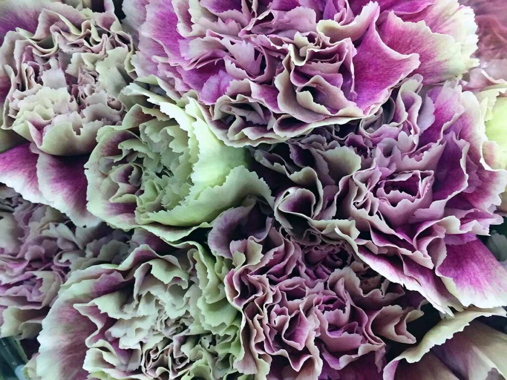 Carnation Antique - Elemflora