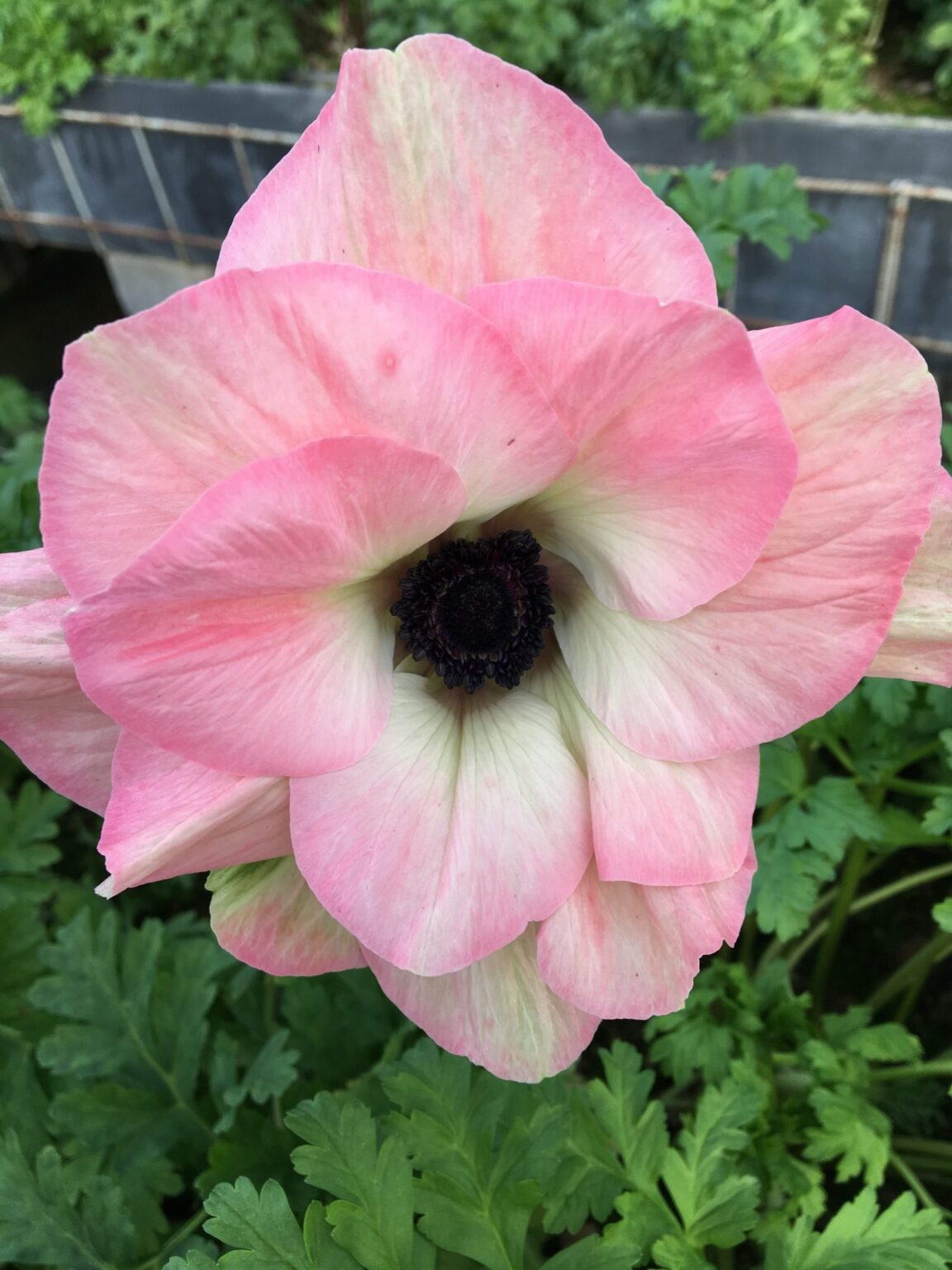 Anemone Mistral Plus Rosa Chiaro - Elemflora