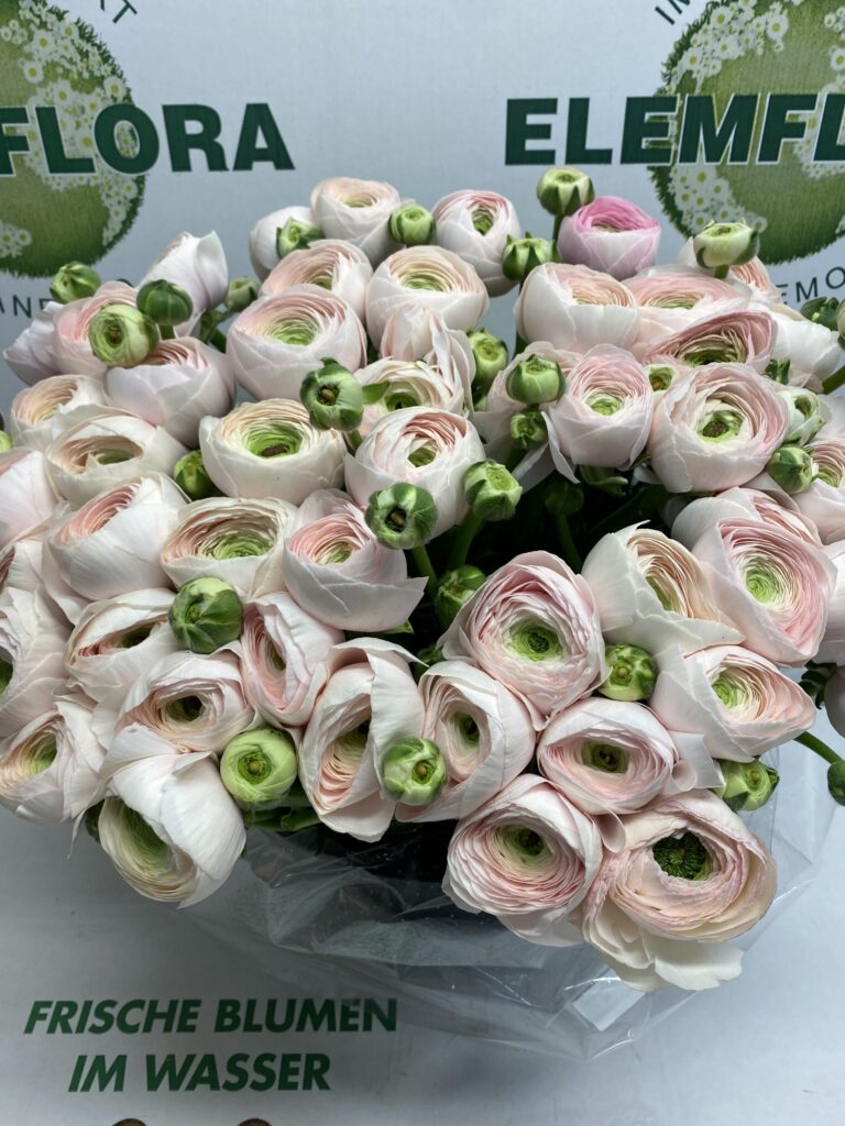 Ranuncolo Clone Hanoi - Elemflora