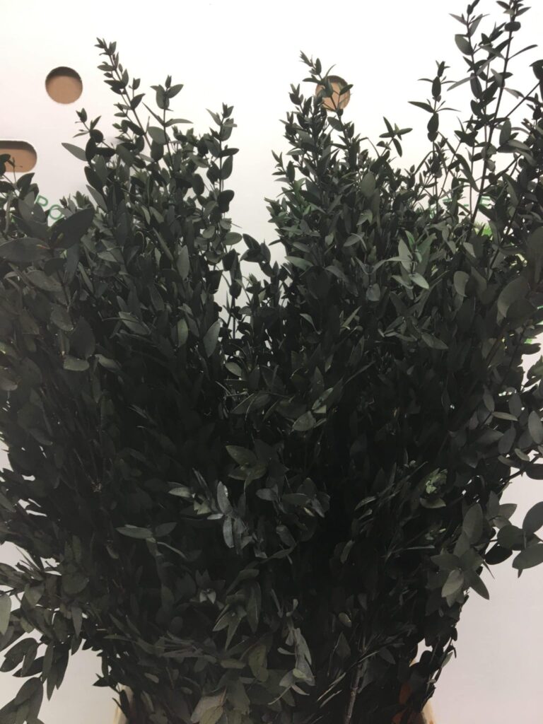 PARVIFOGLIA PRESERVED - Elemflora