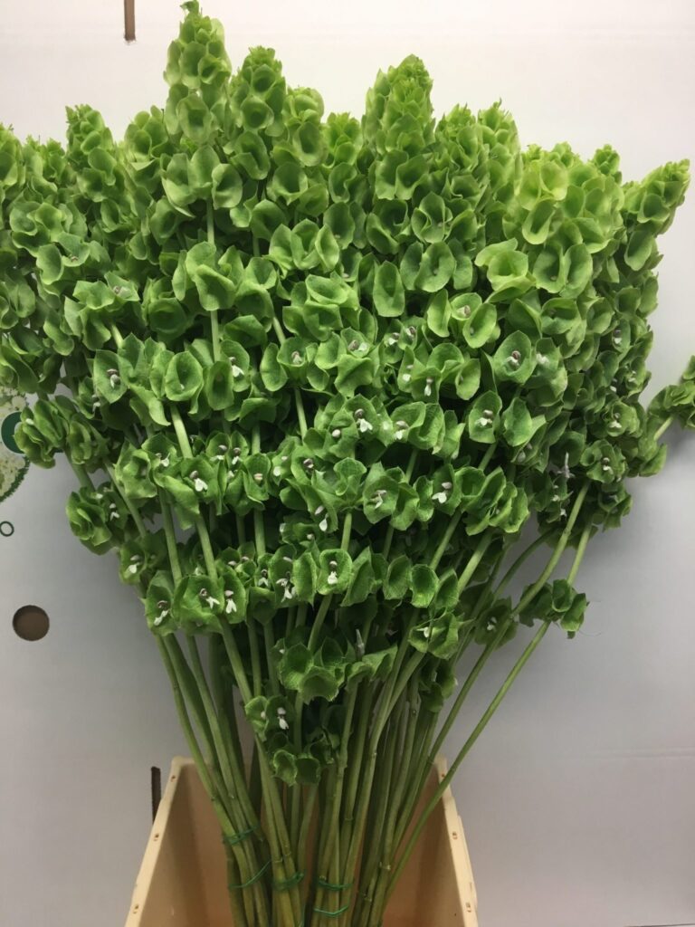 MOLUCELLA - Elemflora