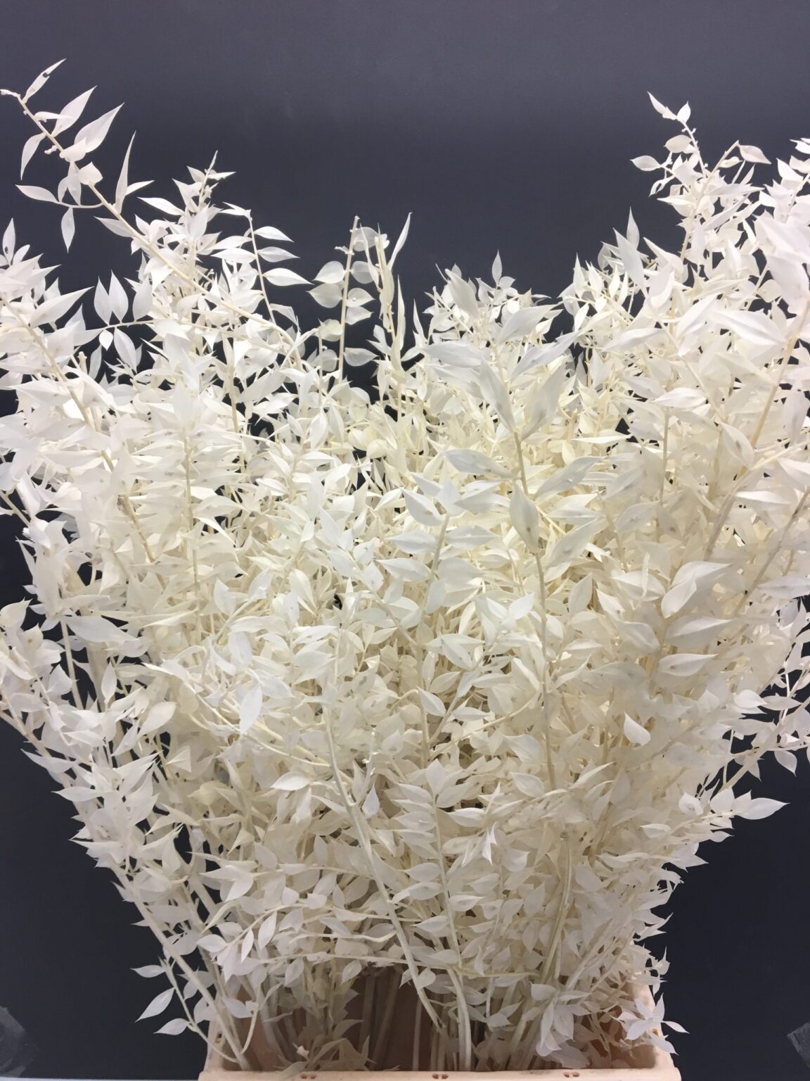 BLEACHED AND PRESERVED RUSCUS - Elemflora