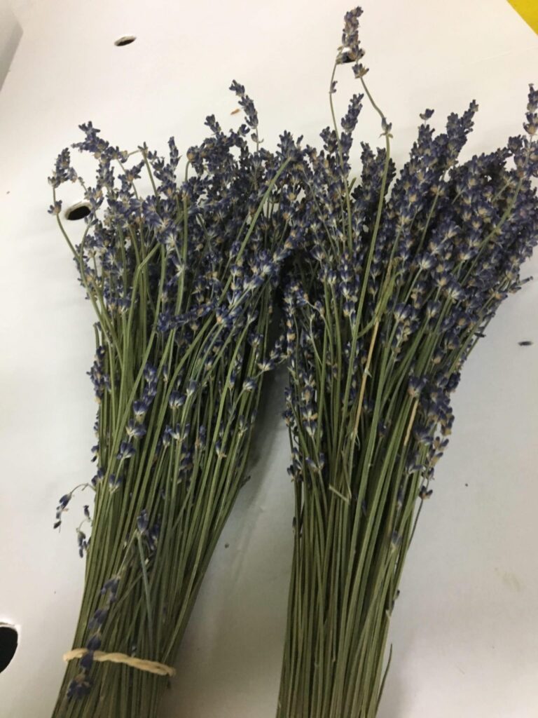 Preserved Lavender - Elemflora