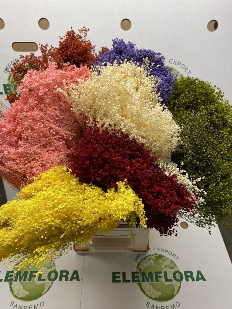 BROOM BLOOM - Elemflora