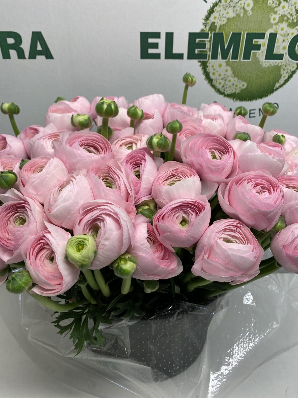 Ranuncolo Clone Lady - Elemflora